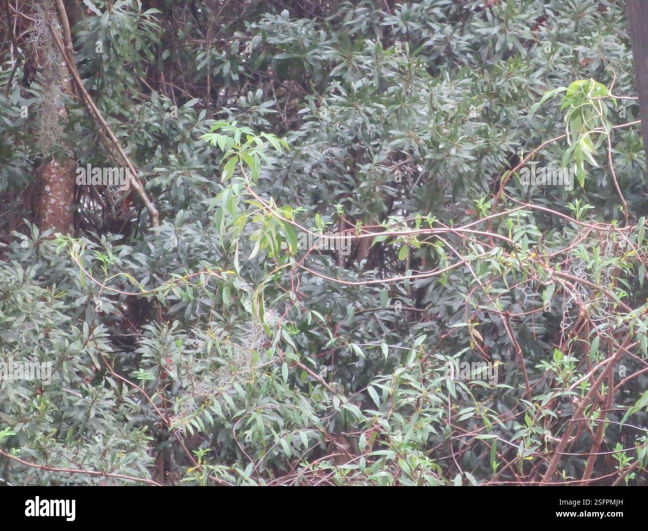 American black elderberry (Sambucus canadensis), Plantae, Windsor ...