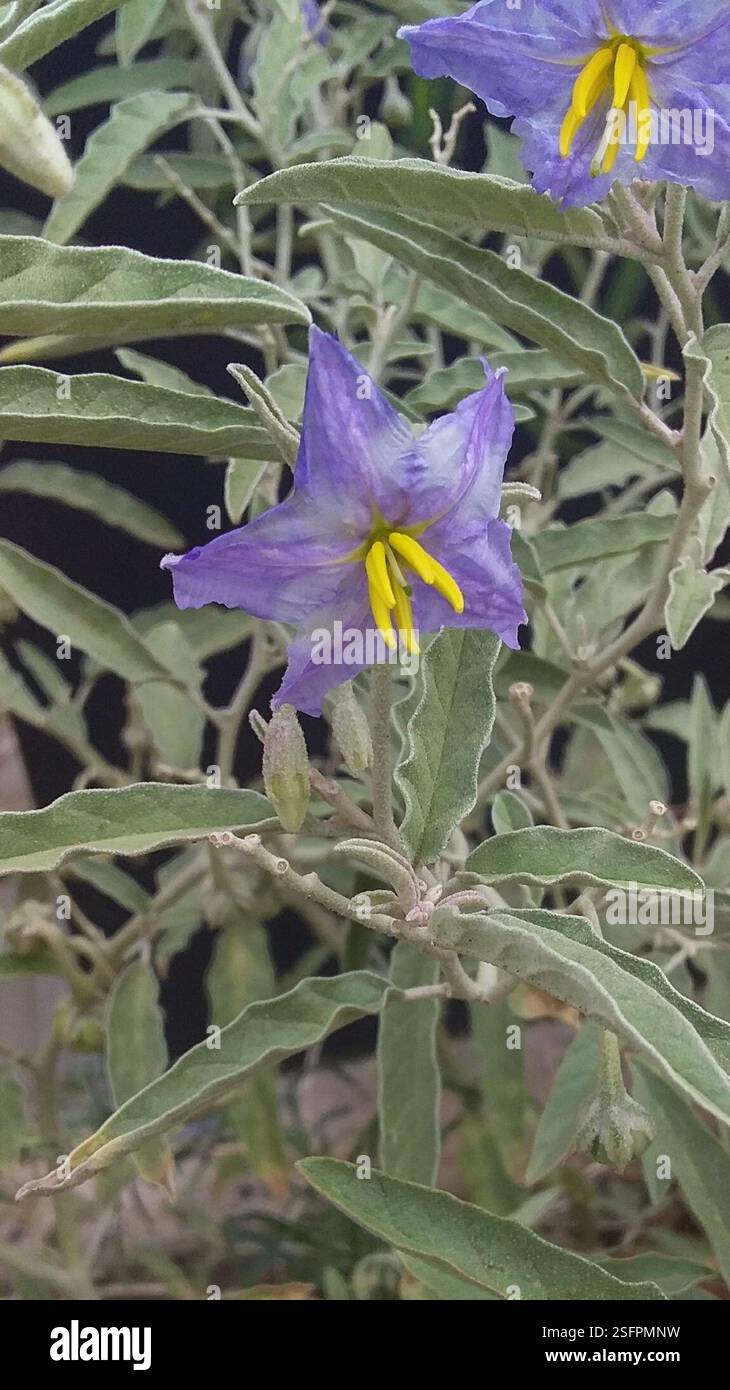 silverleaf nightshade (Solanum elaeagnifolium), Plantae, Woodlands Park ...