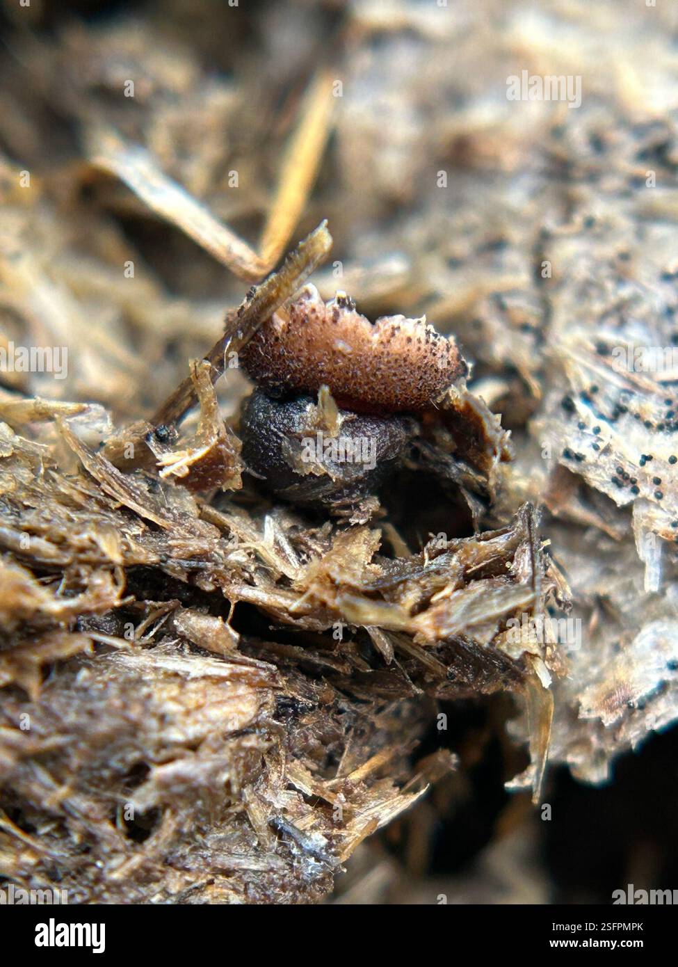 Operculate Ascomycetes (Pezizomycetes), Fungi, El Chorro Regional Park ...