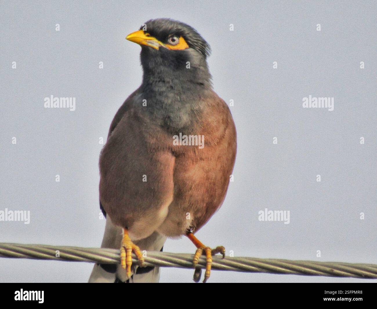 Common Myna (Acridotheres tristis), Aves, Nimblak, Maharashtra 414111, India, The common myna's ...