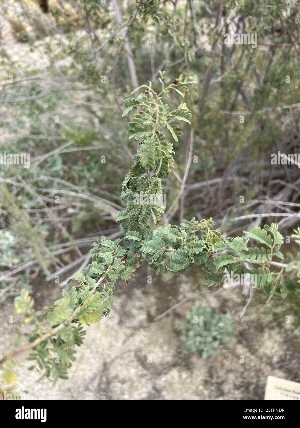 Catclaw Acacia (Senegalia greggii), Plantae, Anza-Borrego Desert State ...