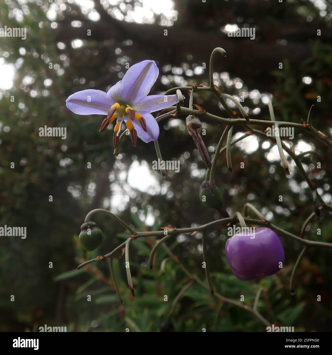 flax-lilies (Dianella), Plantae, Millers Beach, Bellingham, Tasmania ...