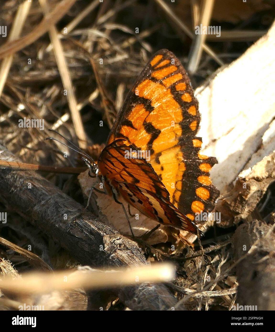 Spotted Joker (Byblia ilithyia), Insecta, Santo Antão, Cape Verde, CV ...
