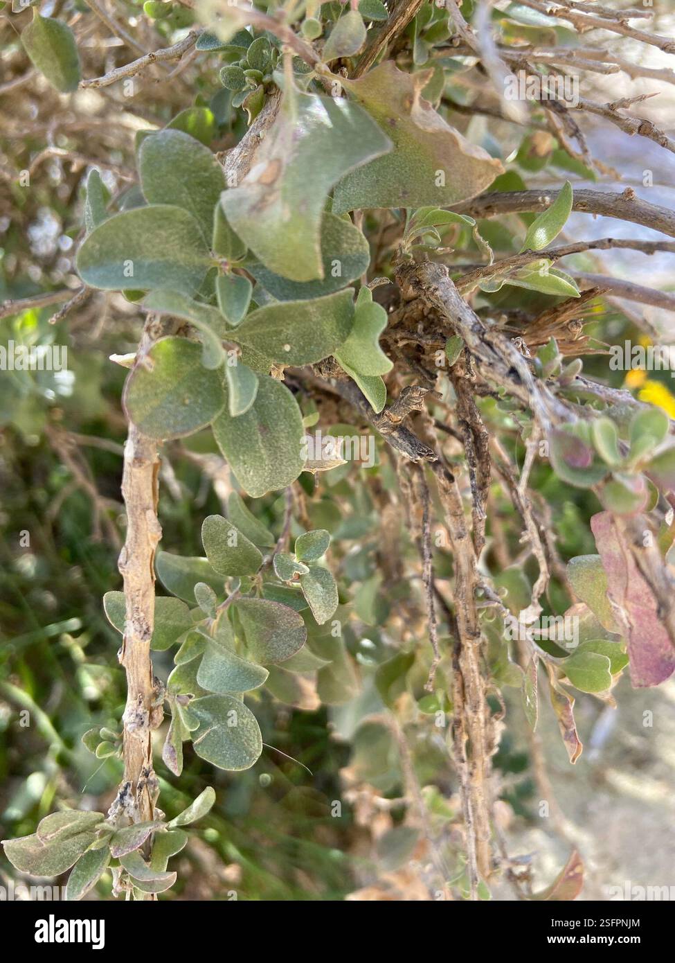Mediterranean Saltbush (Atriplex halimus), Plantae, Mondragón Natural ...