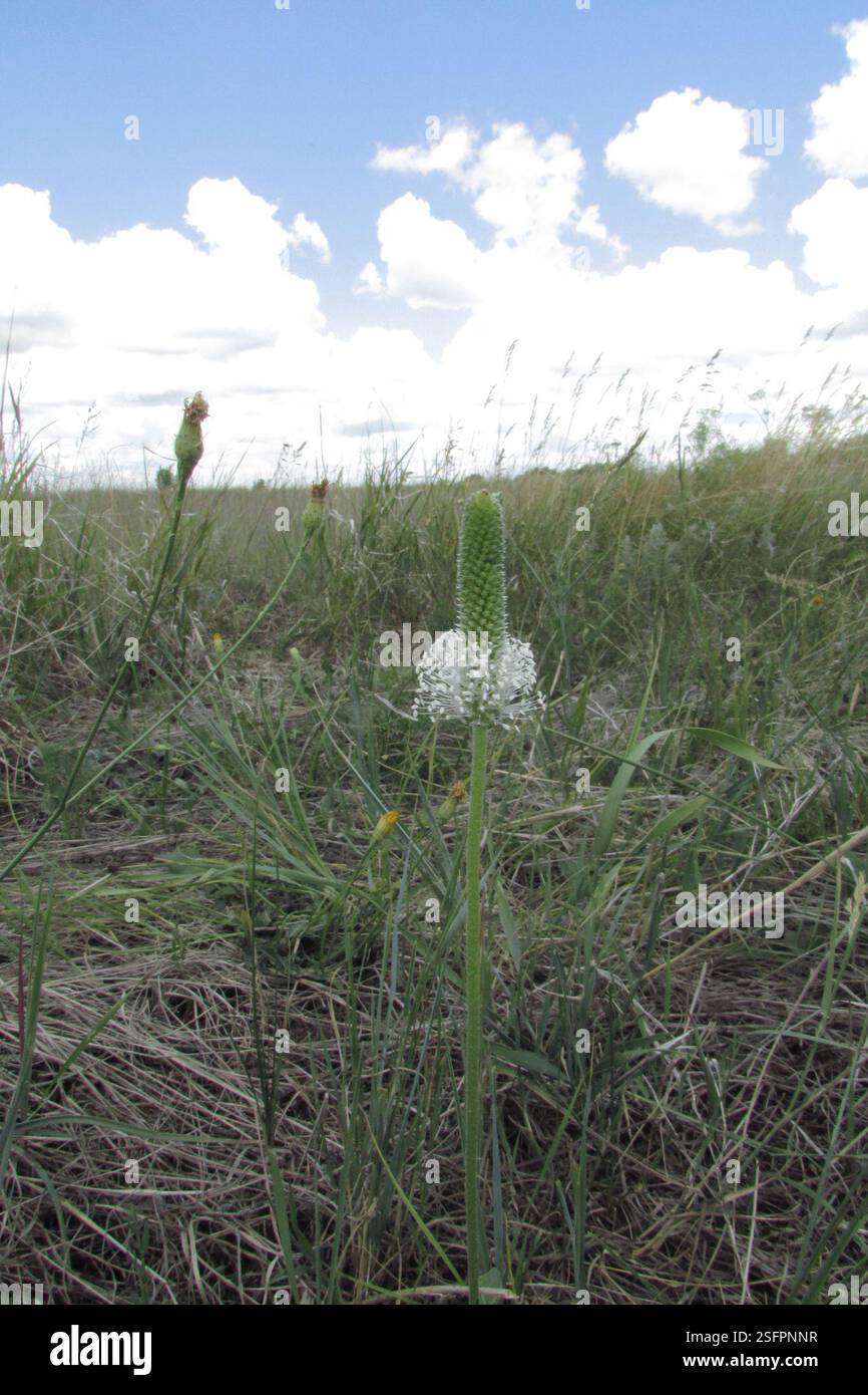 (Plantago maxima), Plantae, Лопатинский р-н, Пензенская обл., Россия ...