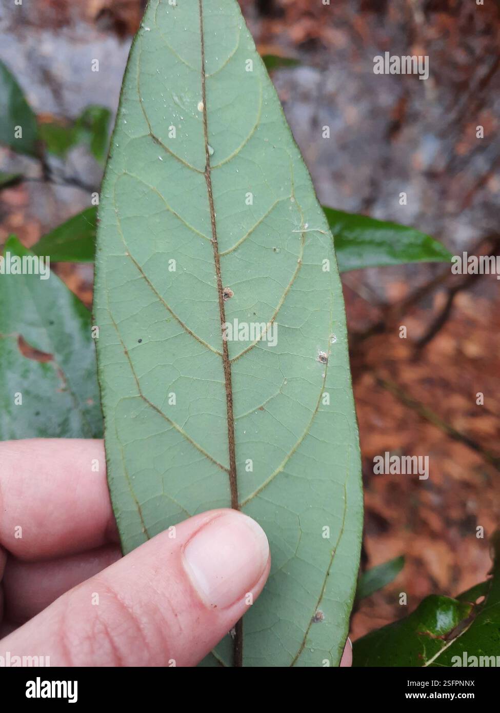 Swamp Bay (Persea palustris), Plantae, Ravenel, SC, USA Stock Photo - Alamy
