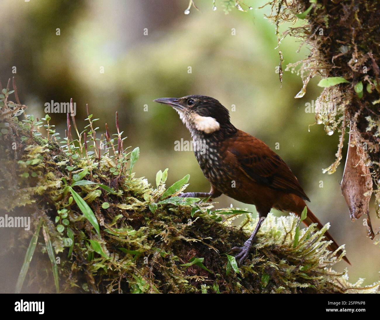 Streaked Tuftedcheek (Pseudocolaptes boissonneautii), Aves, Amagusa ...