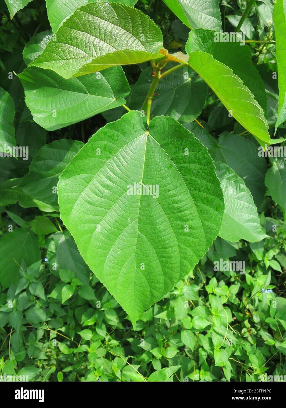 (Ficus mucuso), Plantae, Mé-Zóchi, São Tomé e Príncipe Stock Photo - Alamy