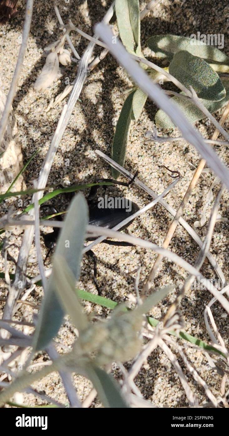 Armored Stink Beetle (Eleodes armata), Insecta, Whitewater, CA 92282 ...