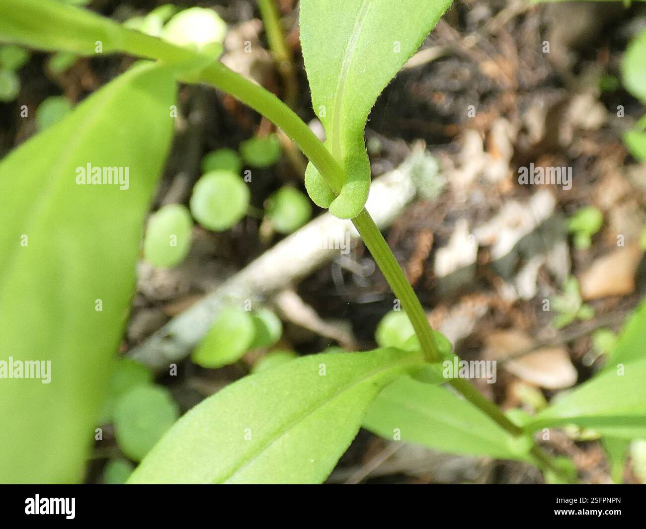 Climbing Aster (Ampelaster carolinianus), Plantae, River Rd. Preserve ...