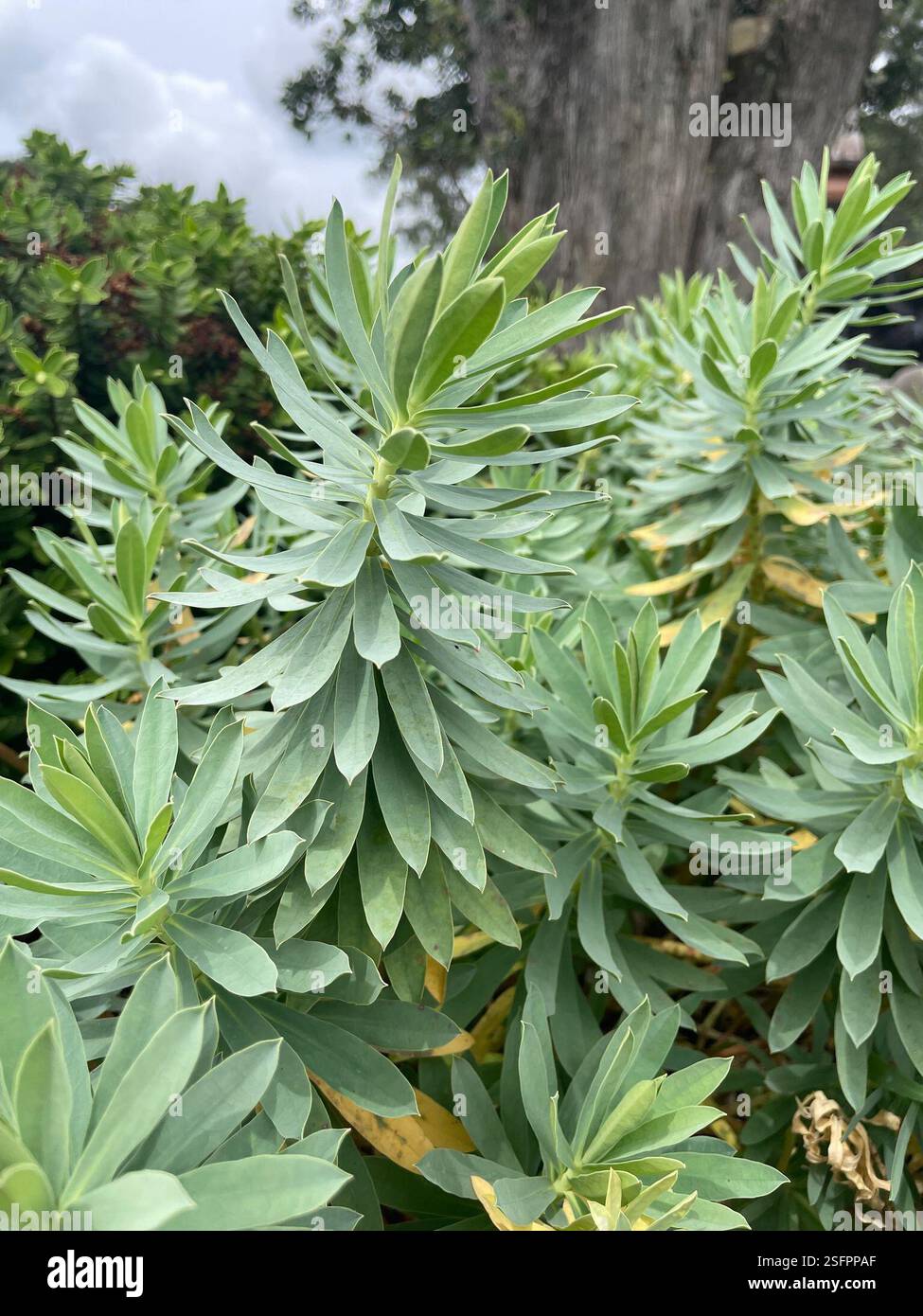 Shore Spurge (Euphorbia glauca), Plantae, Cornwall Park, Auckland ...
