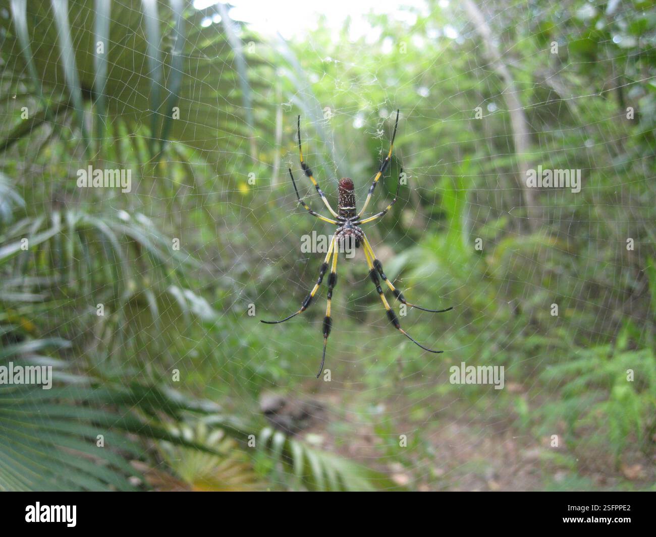 Golden Silk Spider (Trichonephila clavipes), Arachnida, Central ...