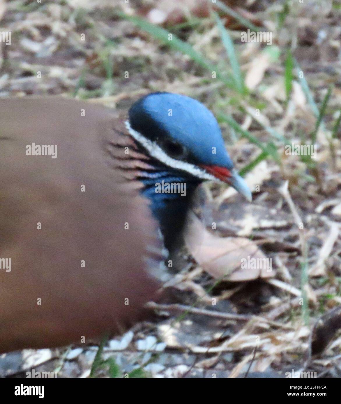 Blue-headed Quail-Dove (Starnoenas cyanocephala), Aves, Cuba, Blue ...