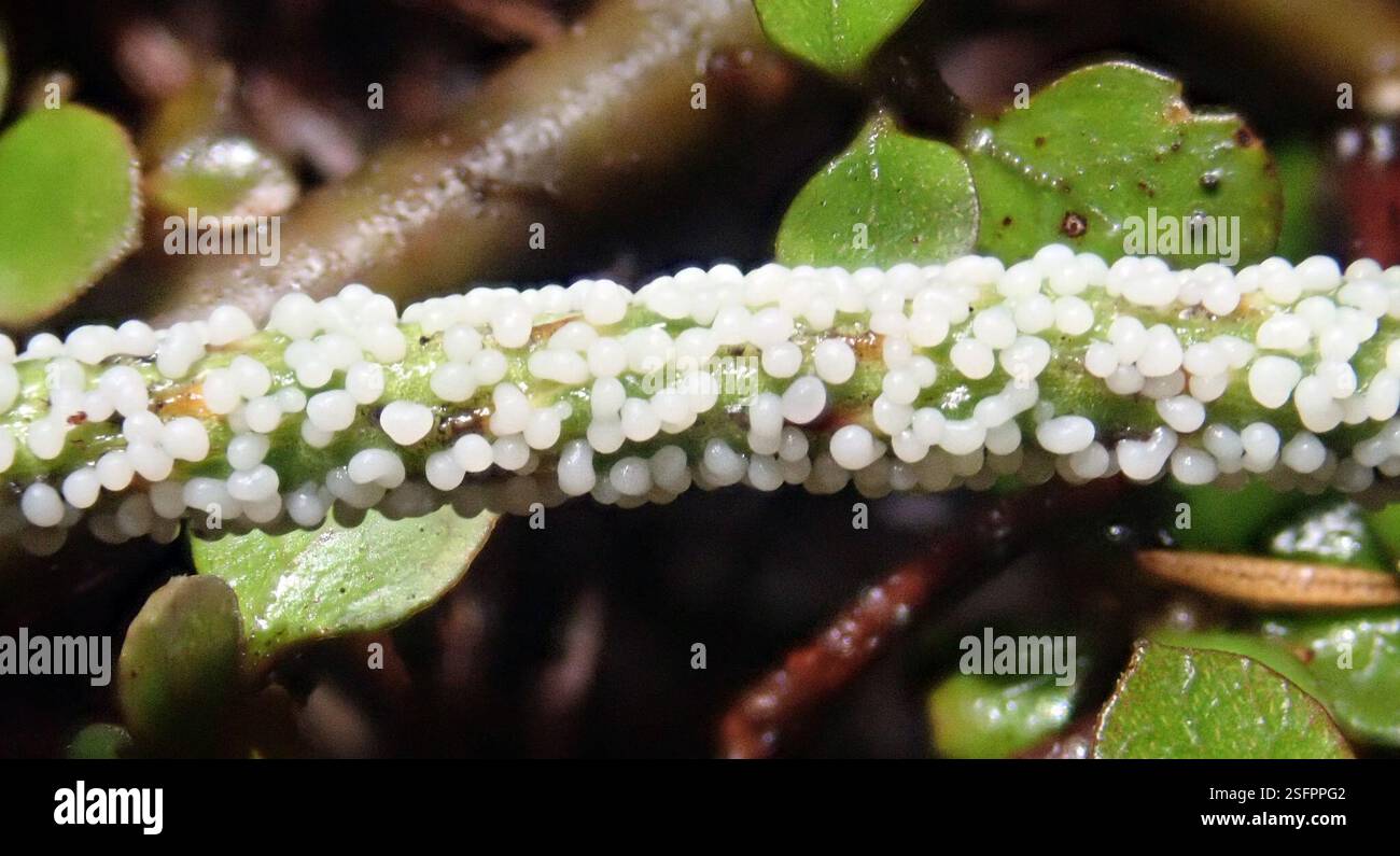 (Diachea), Protozoa, Auckland, Waitemata Harbour, Kauri Point (Kendall ...