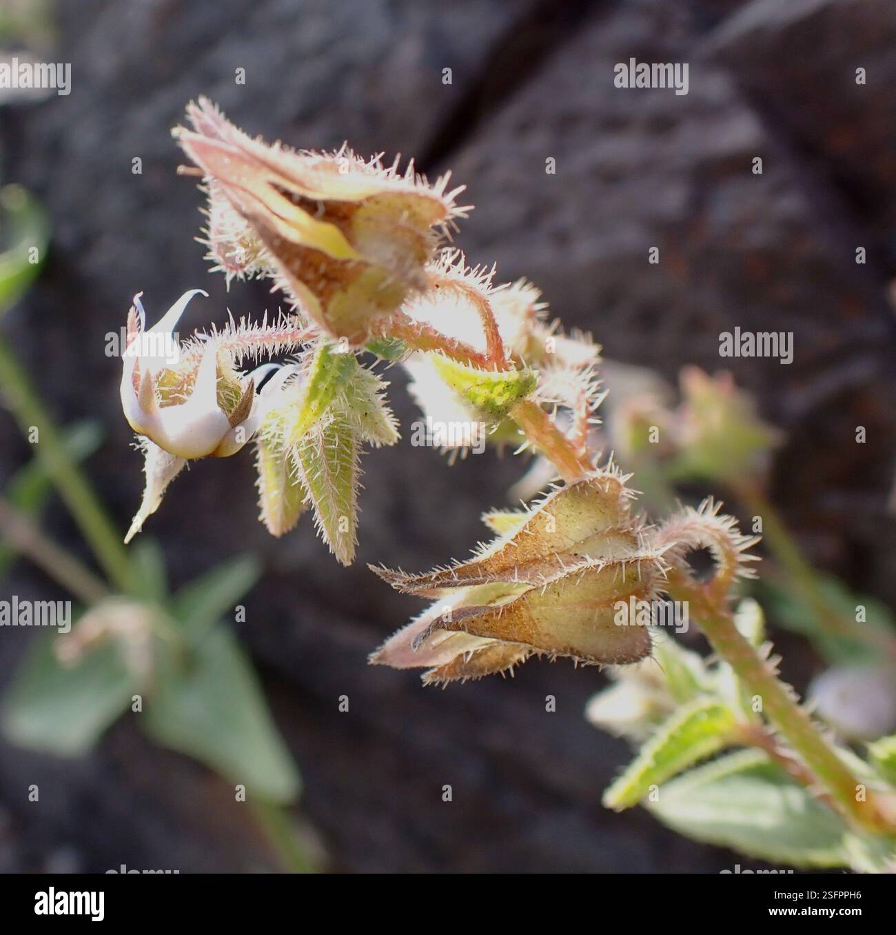 African Barbbell (Trichodesma africanum), Plantae, São Vicente, Cape ...