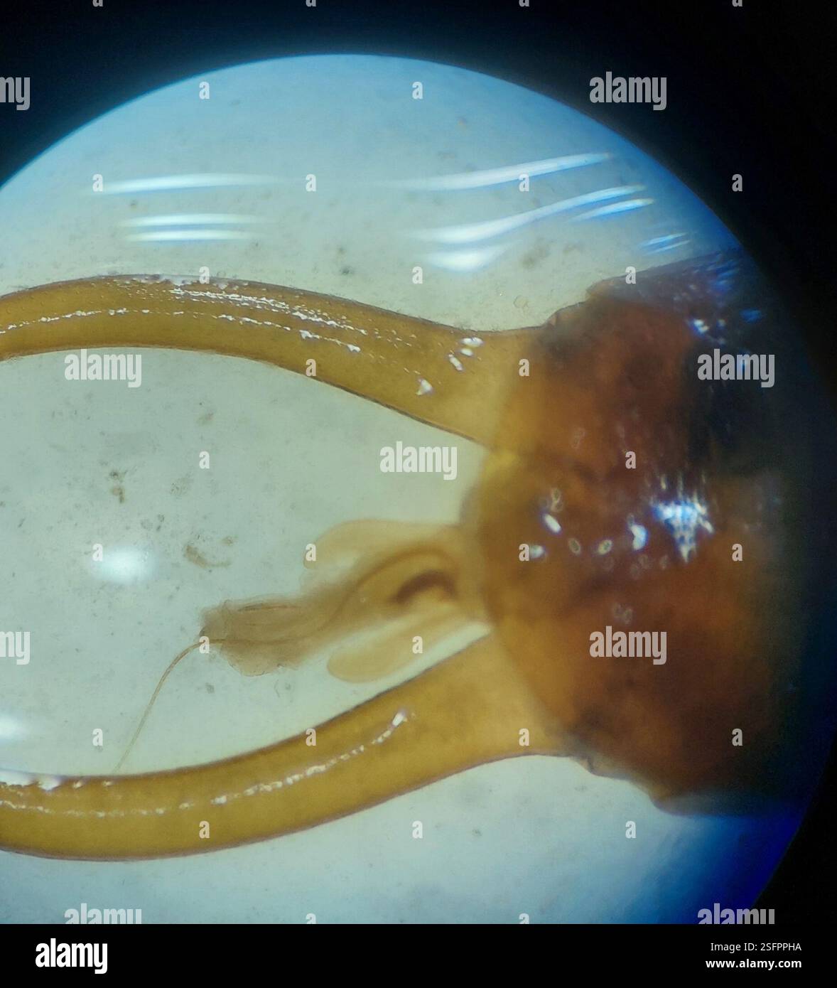 Male genitalia hi-res stock photography and images - Alamy