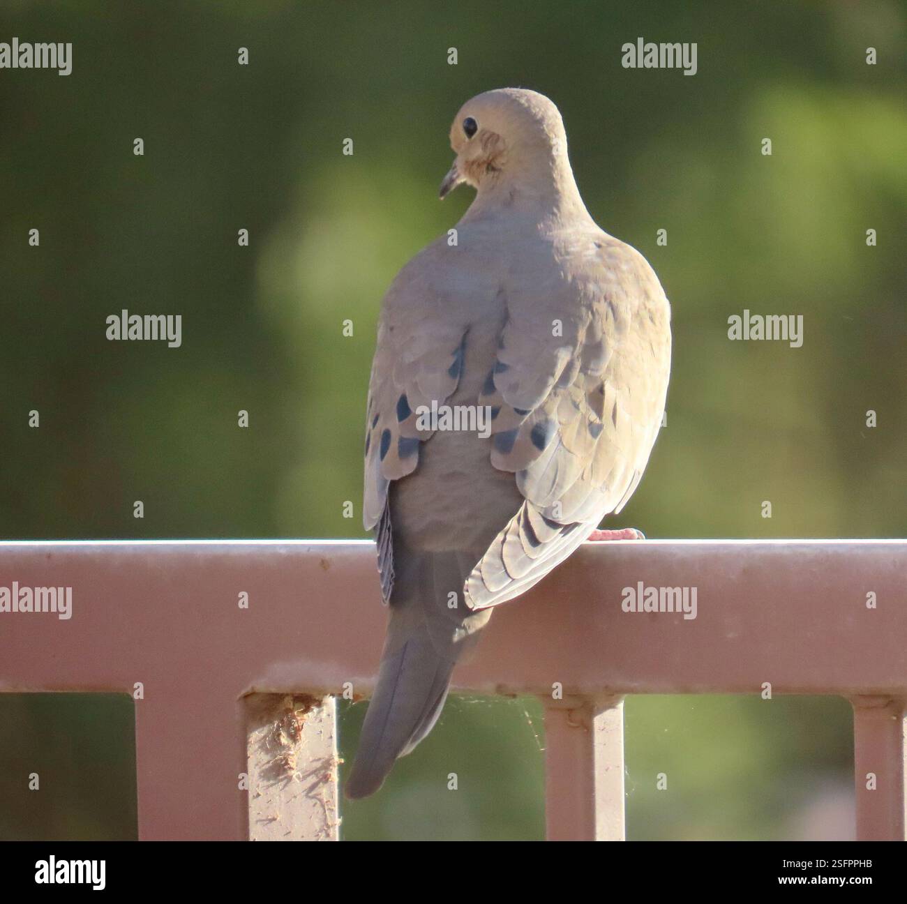 Mourning Dove (Zenaida macroura), Aves, Signal Ct, Palm Desert, CA, US ...