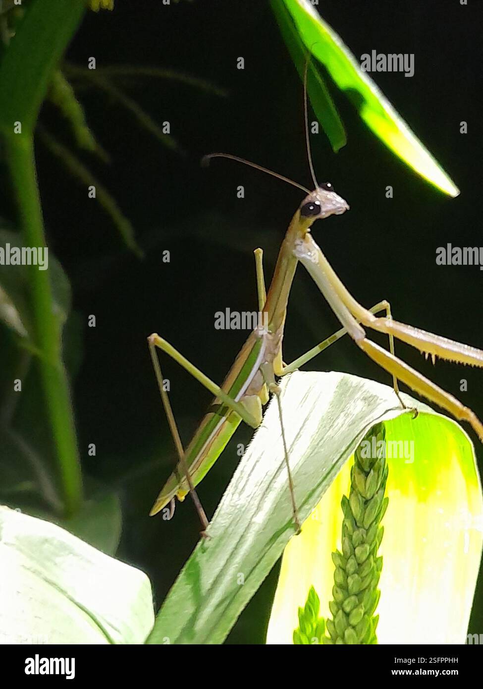 Purple-winged Mantis (Tenodera australasiae), Insecta, Forest Hill QLD ...
