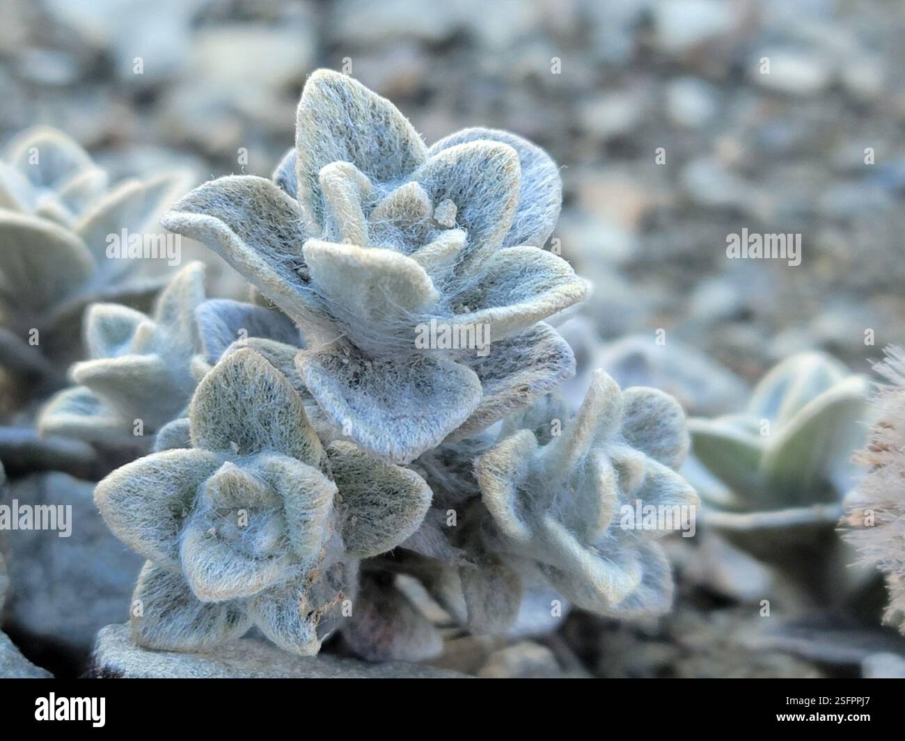 (Haastia sinclairii), Plantae, 7072, New Zealand Stock Photo - Alamy