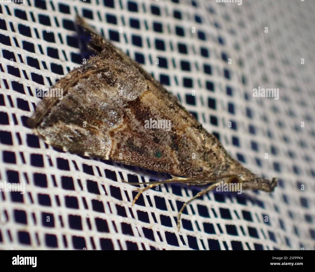 Lantana Defoliator (Hypena laceratalis), Insecta, Santo Antão, Cape ...