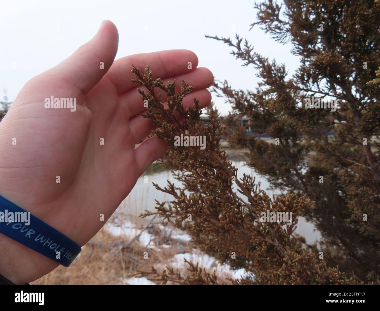 eastern redcedar (Juniperus virginiana), Plantae, Milwaukee, Wisconsin ...