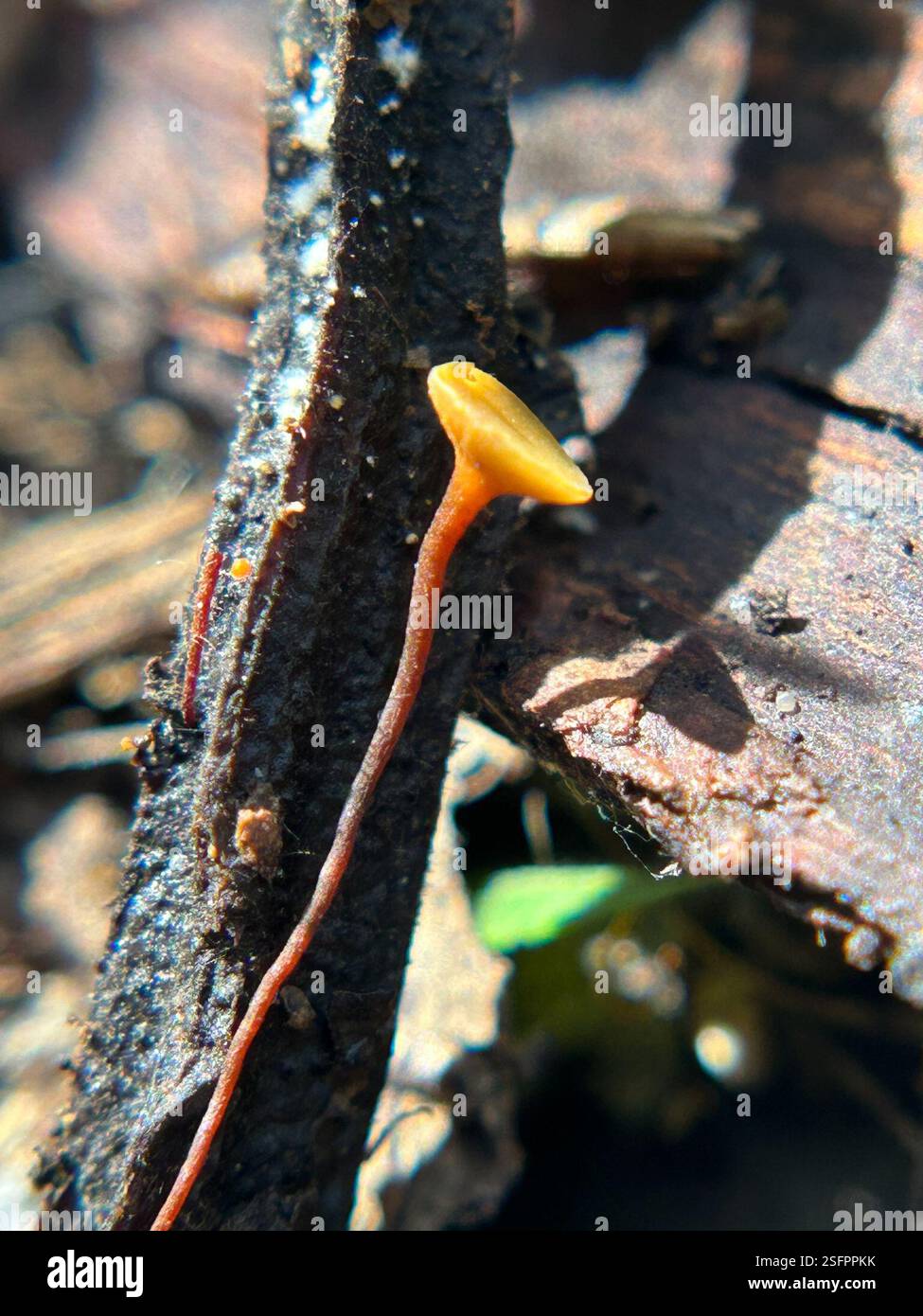 Broderson hi-res stock photography and images - Alamy