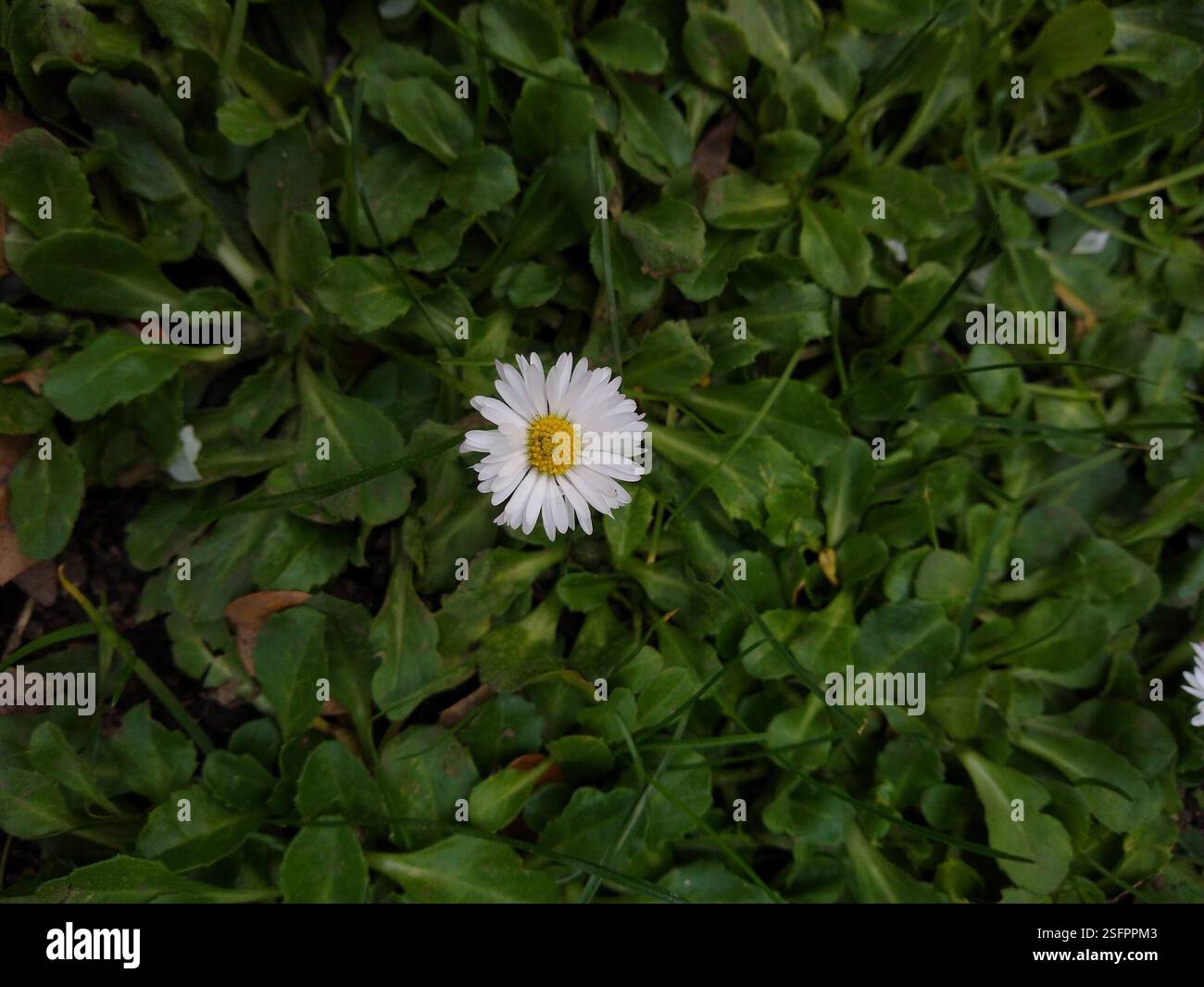 Lawn daisy (Bellis perennis), Plantae, Kensington, CA, USA Stock Photo ...
