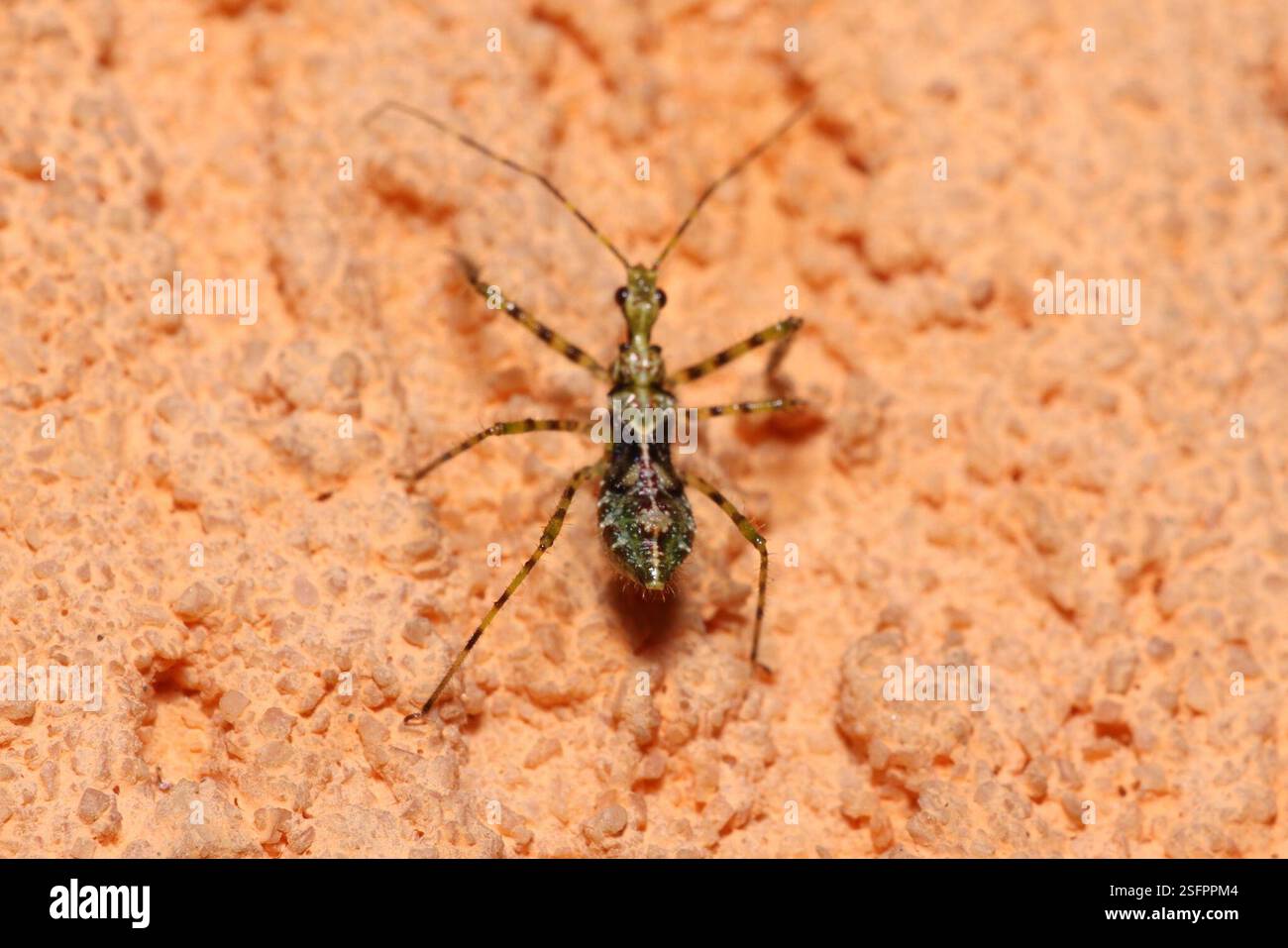 (Zelus), Insecta, Araçariguama, SP, 18147-000, Brasil Stock Photo - Alamy
