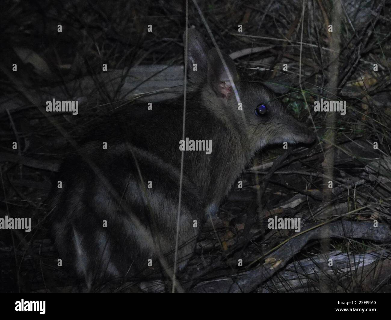 Eastern Barred Bandicoot (Perameles gunnii), Mammalia, Hobart TAS ...
