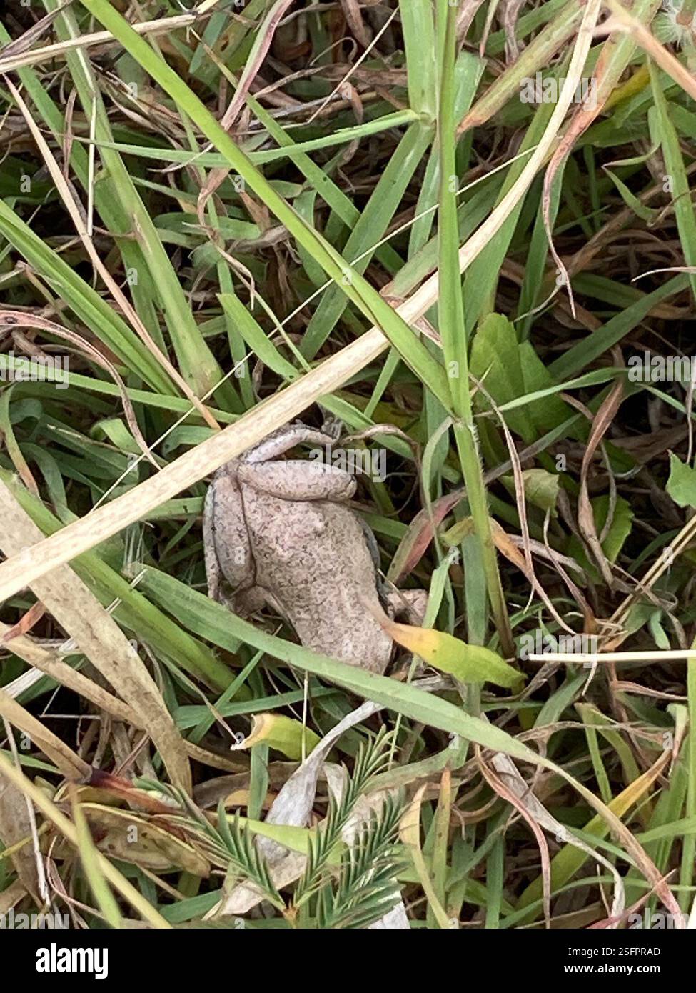 Desert Tree Frog (Litoria rubella), Amphibia, Banana, AU-QL, AU Stock ...