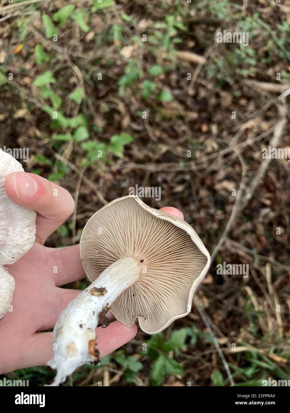 Aborted entoloma (Entoloma abortivum), Fungi, Tallahassee, FL, US Stock ...