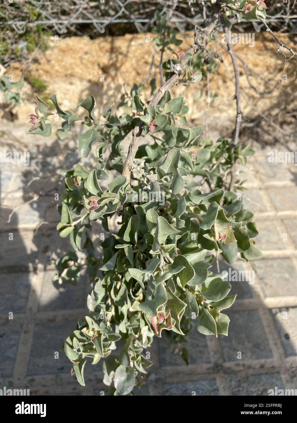 Mediterranean Saltbush (Atriplex halimus), Plantae, Mallorca, Ses ...