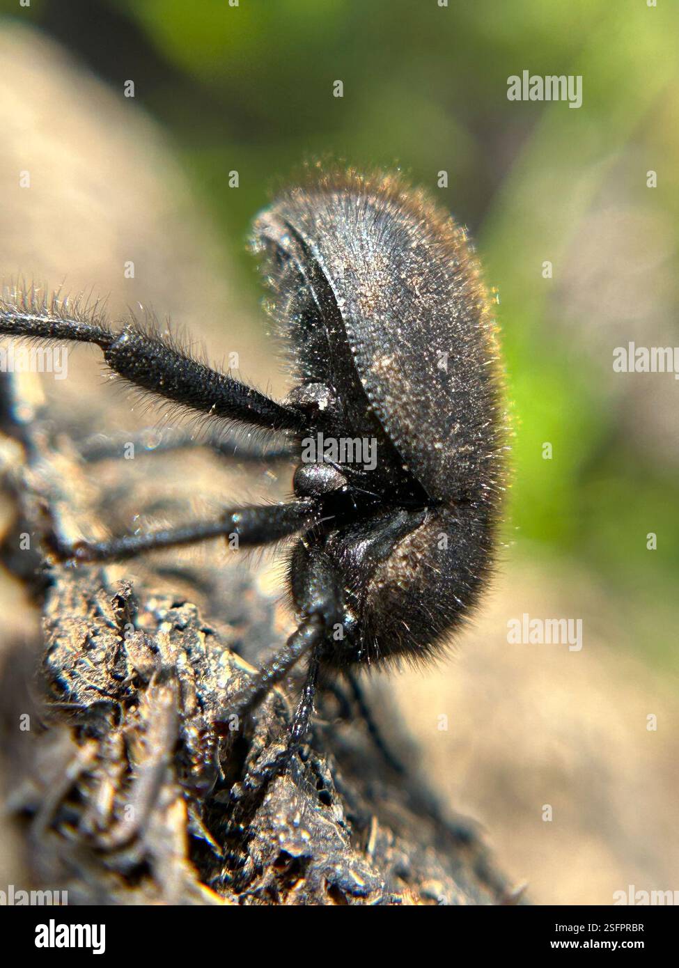 Woolly Darkling Beetle (Eleodes osculans), Insecta, San Luis Obispo, CA ...