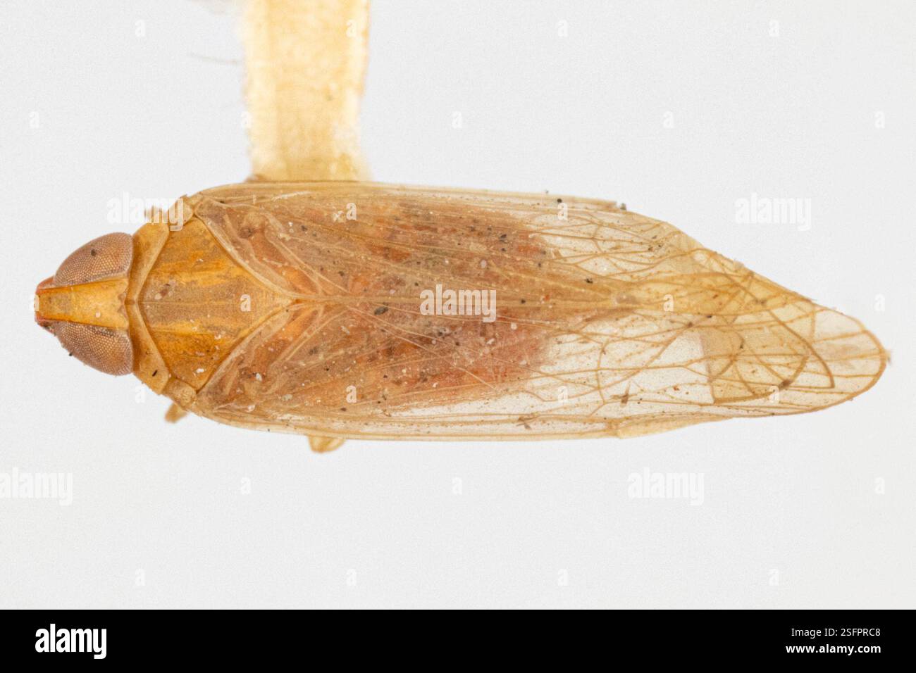 (Haplaxius caldwelli), Insecta, Mexico, This is a paratype of Myndys ...