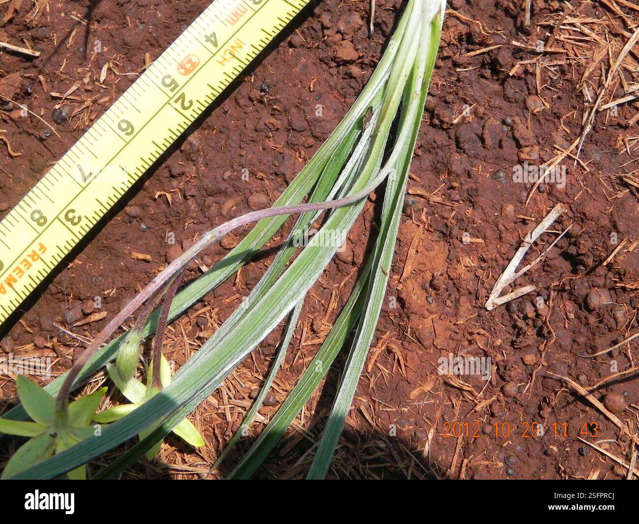 Spiral Stargrass (Hypoxis acuminata), Plantae, uMgungundlovu District ...