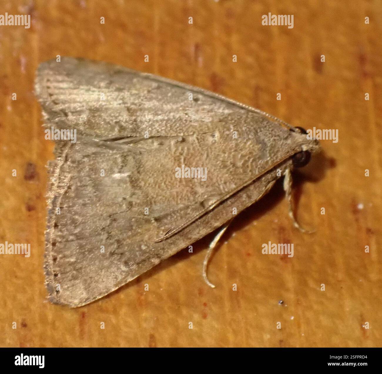 Oriental Eight-spot (Amyna axis), Insecta, Santo Antão, Cape Verde, CV ...