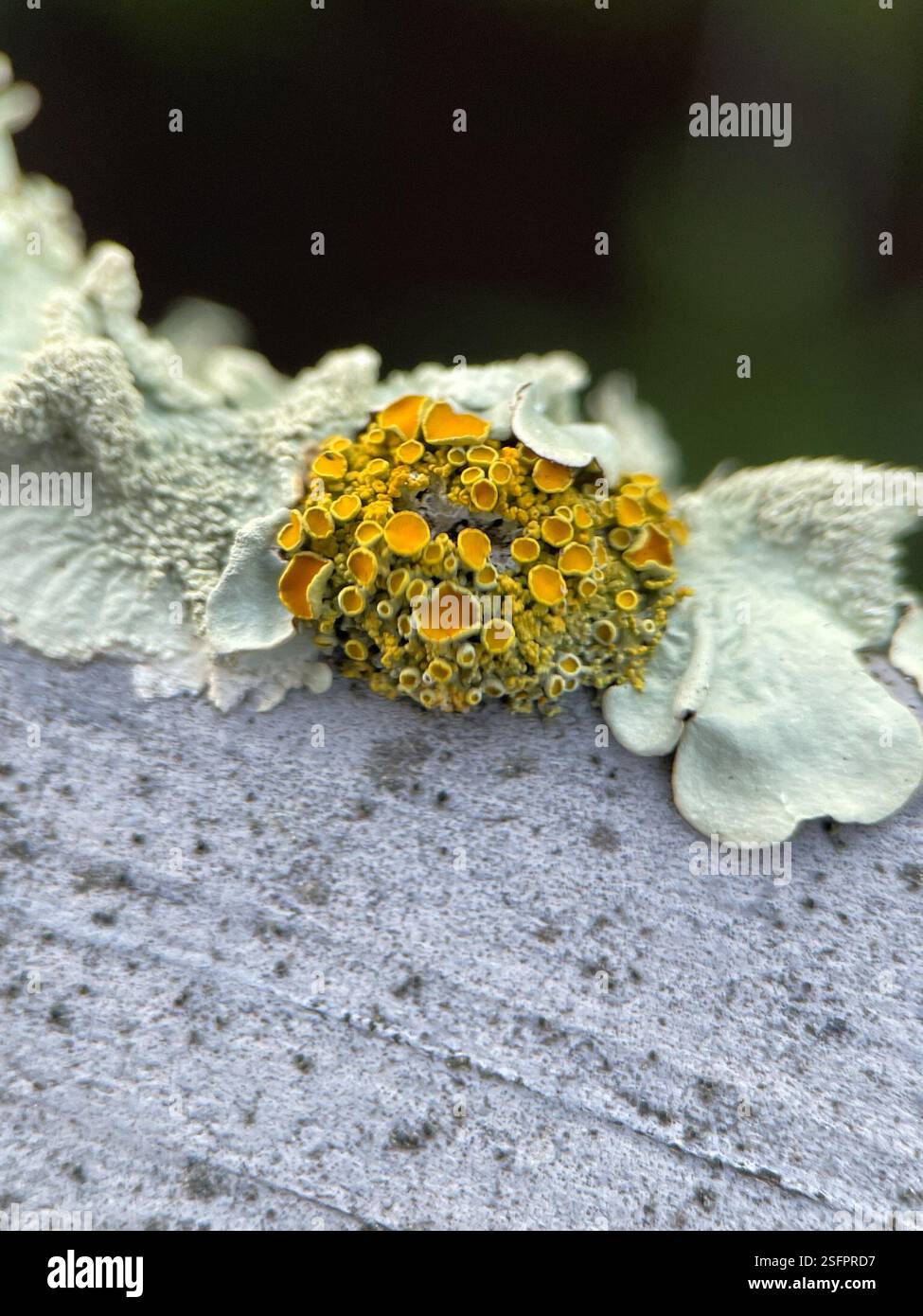 Pin-cushion Sunburst Lichen (Polycauliona polycarpa), Fungi, Ash Ln ...