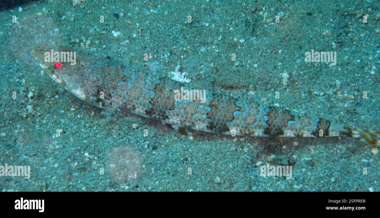 Red Lizardfish (Synodus synodus), Actinopterygii, São Vicente, Mindelo ...