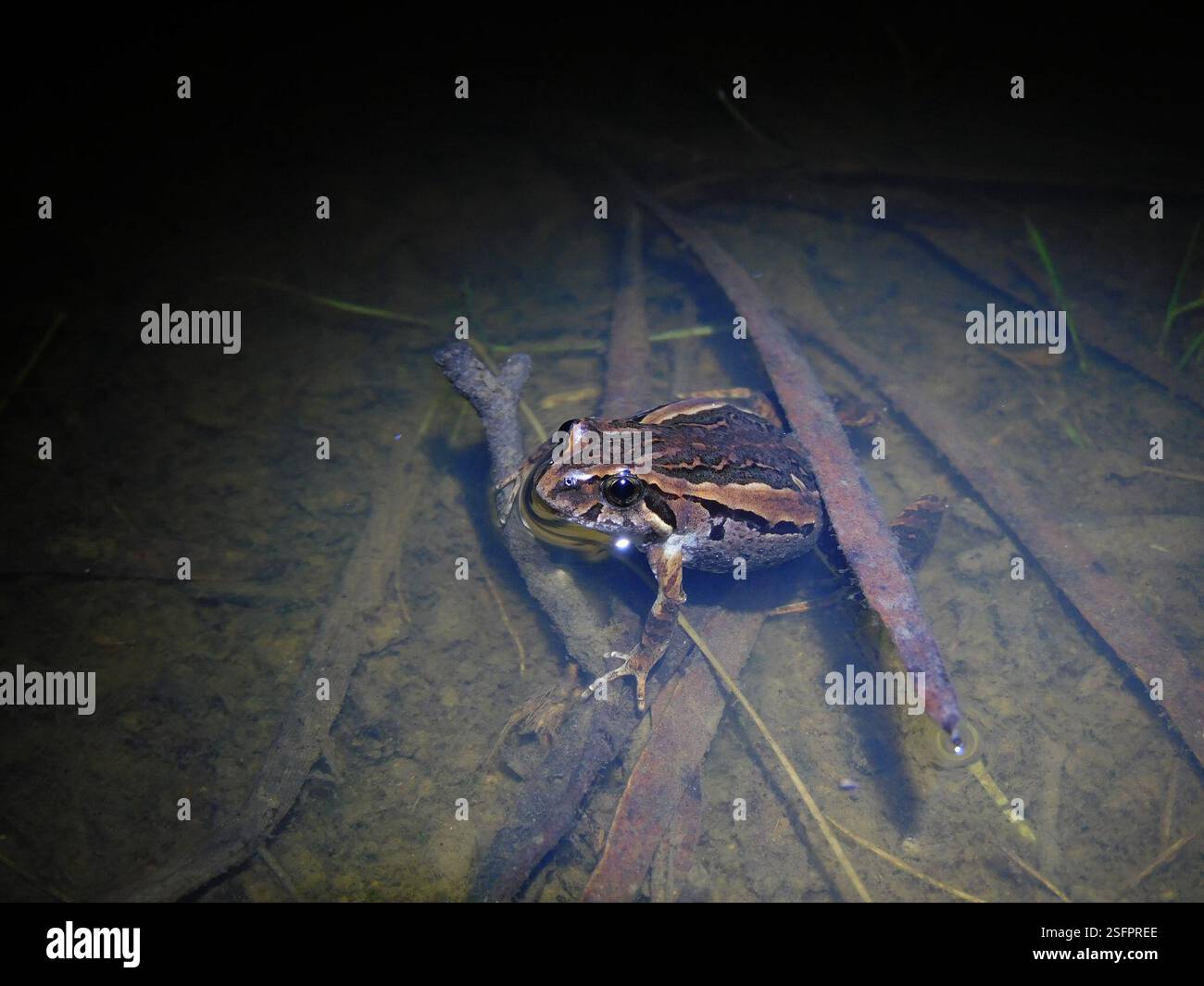 Common Eastern Froglet (Crinia signifera), Amphibia, Hobart TAS ...