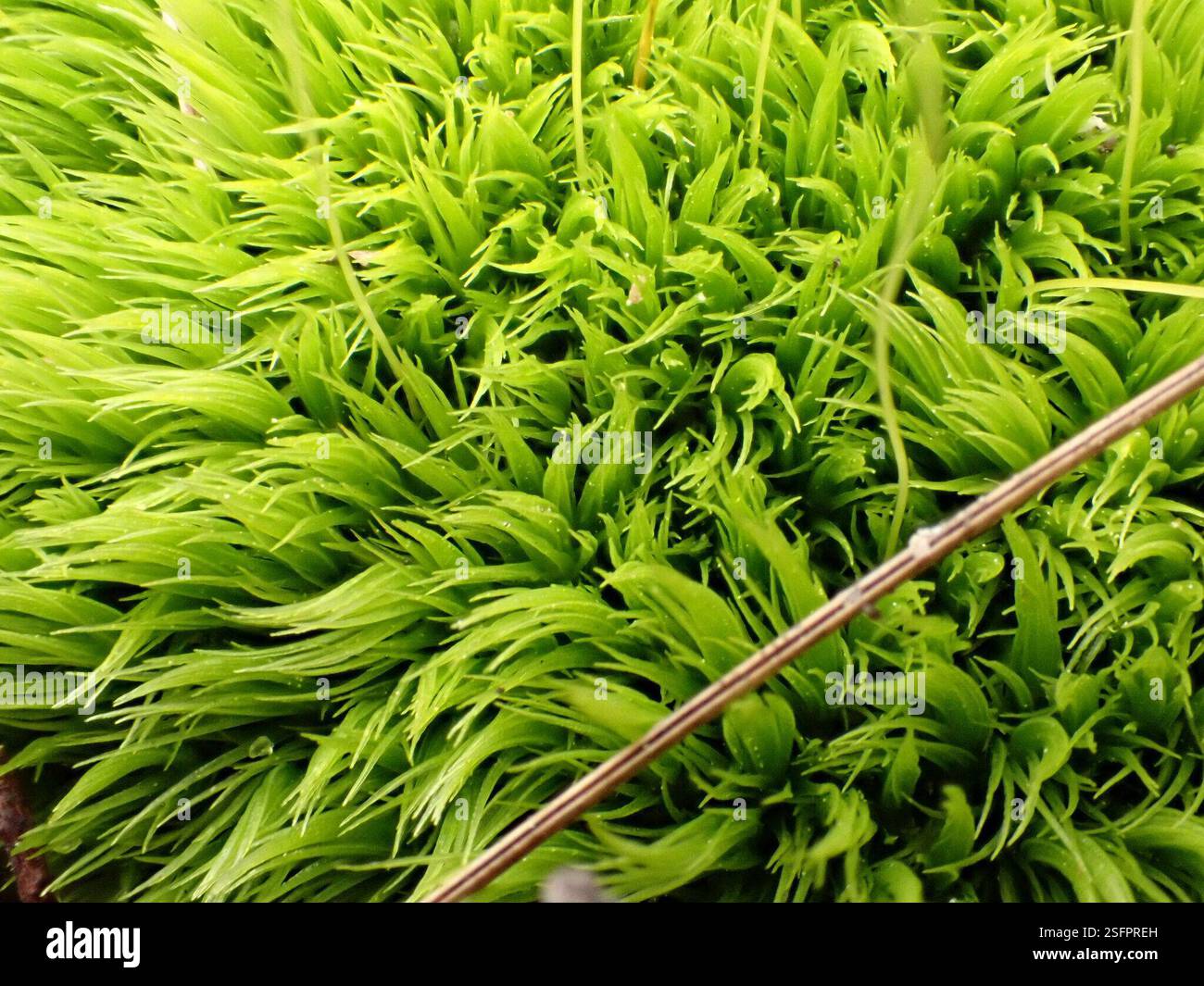Condensed Dicranum Moss (Dicranum condensatum), Plantae, North Carolina ...