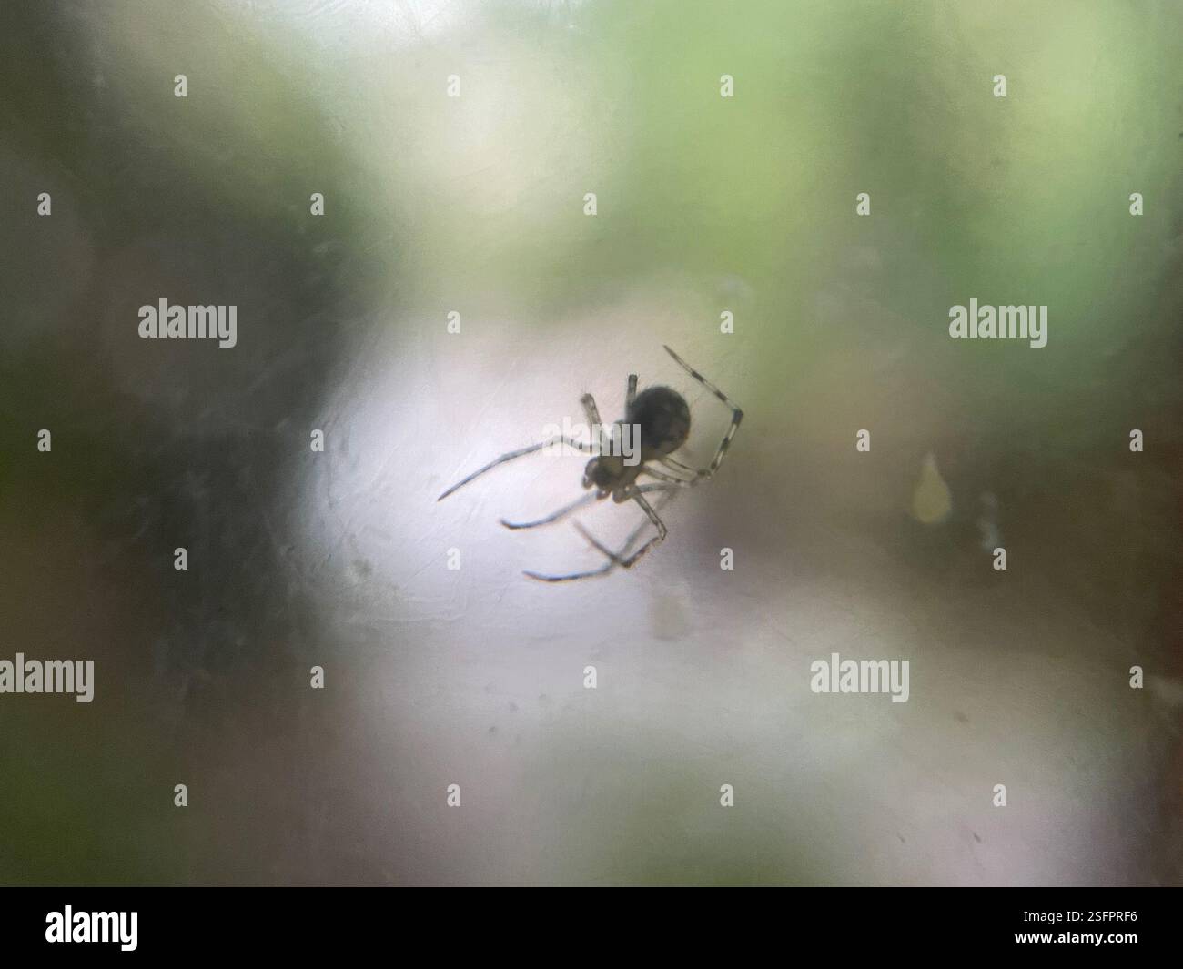 White porch spider (Cryptachaea gigantipes), Arachnida, Melbourne VIC ...
