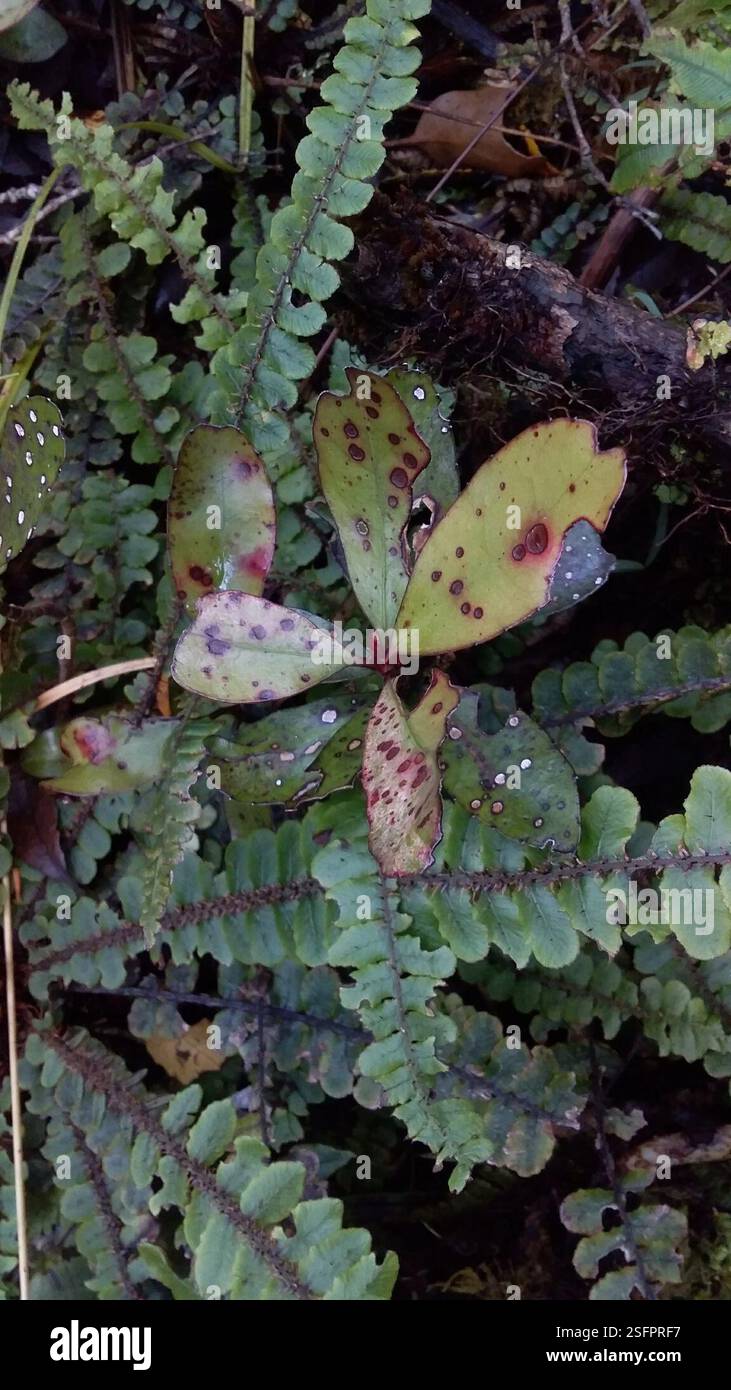 Mountain Horopito (Pseudowintera colorata), Plantae, Stratford 4391 ...