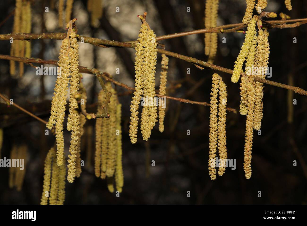 common hazel (Corylus avellana), Plantae, Calderstones Park, Yewtree ...