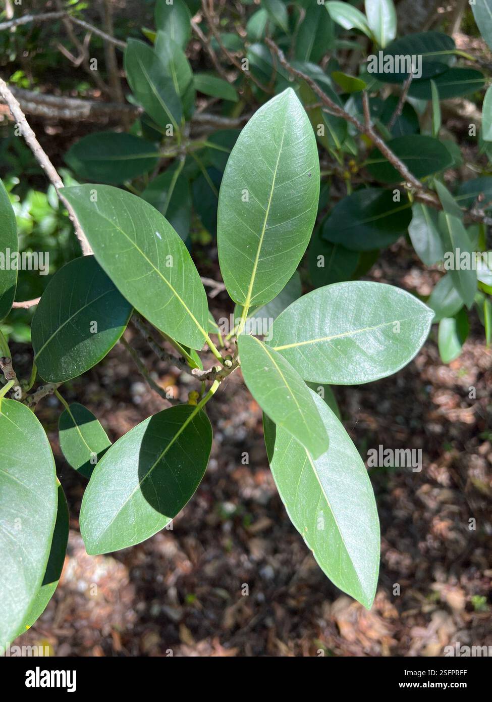 Florida Strangler Fig (Ficus aurea), Plantae, Cow Key, Key West, FL, US ...
