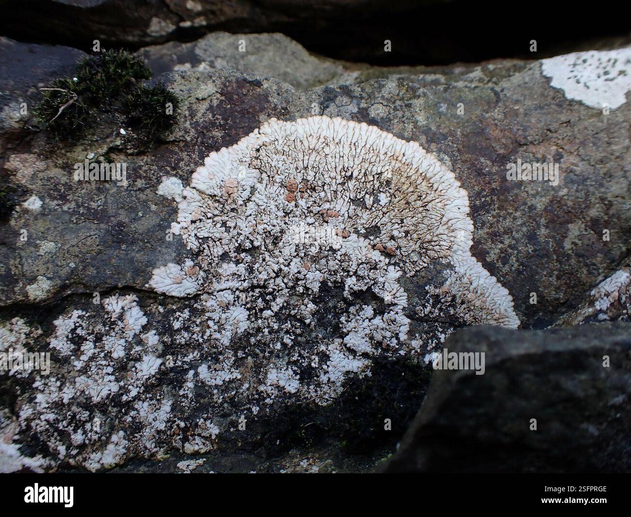 bullseye lichens (Placopsis), Fungi, Pacific Rim National Park Reserve ...
