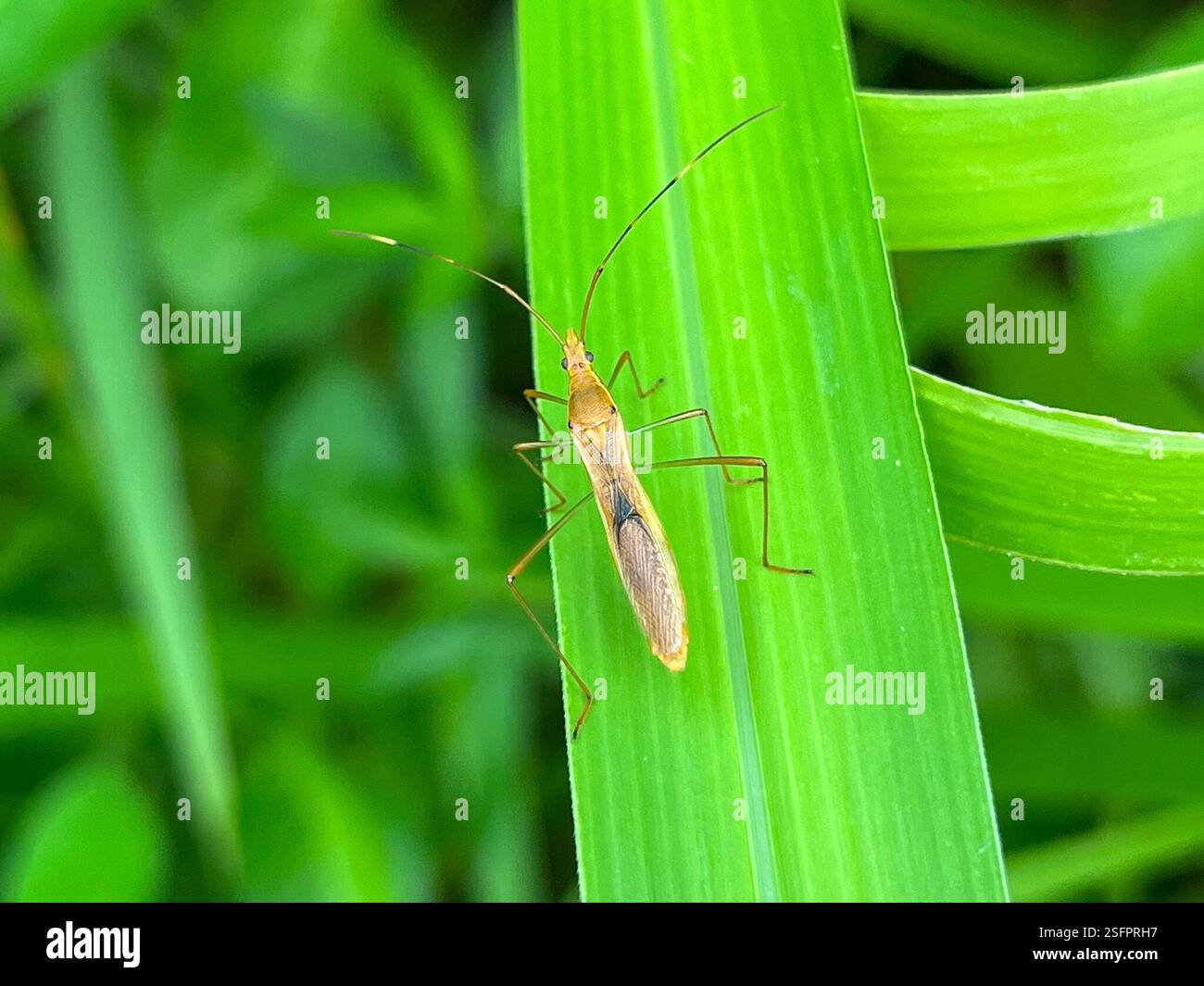 Paddy Bug (Leptocorisa acuta), Insecta, Bruce Highway, Bambaroo, QLD ...
