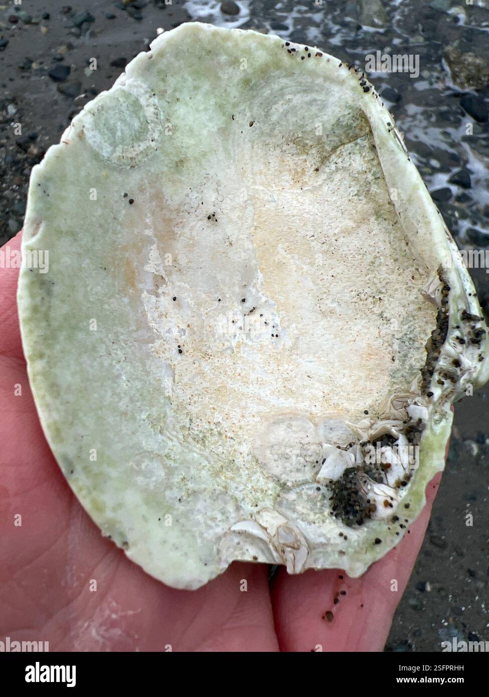 Butter Clam (Saxidomus gigantea), Mollusca, Capital, CA-BC, CA Stock ...