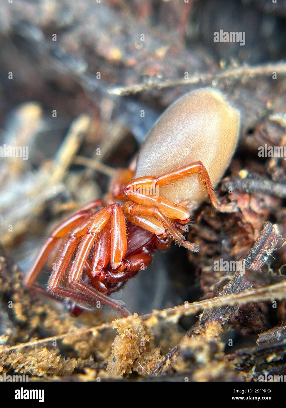 Woodlouse Spider (Dysdera crocata), Arachnida, Highland Dr, Los Osos ...