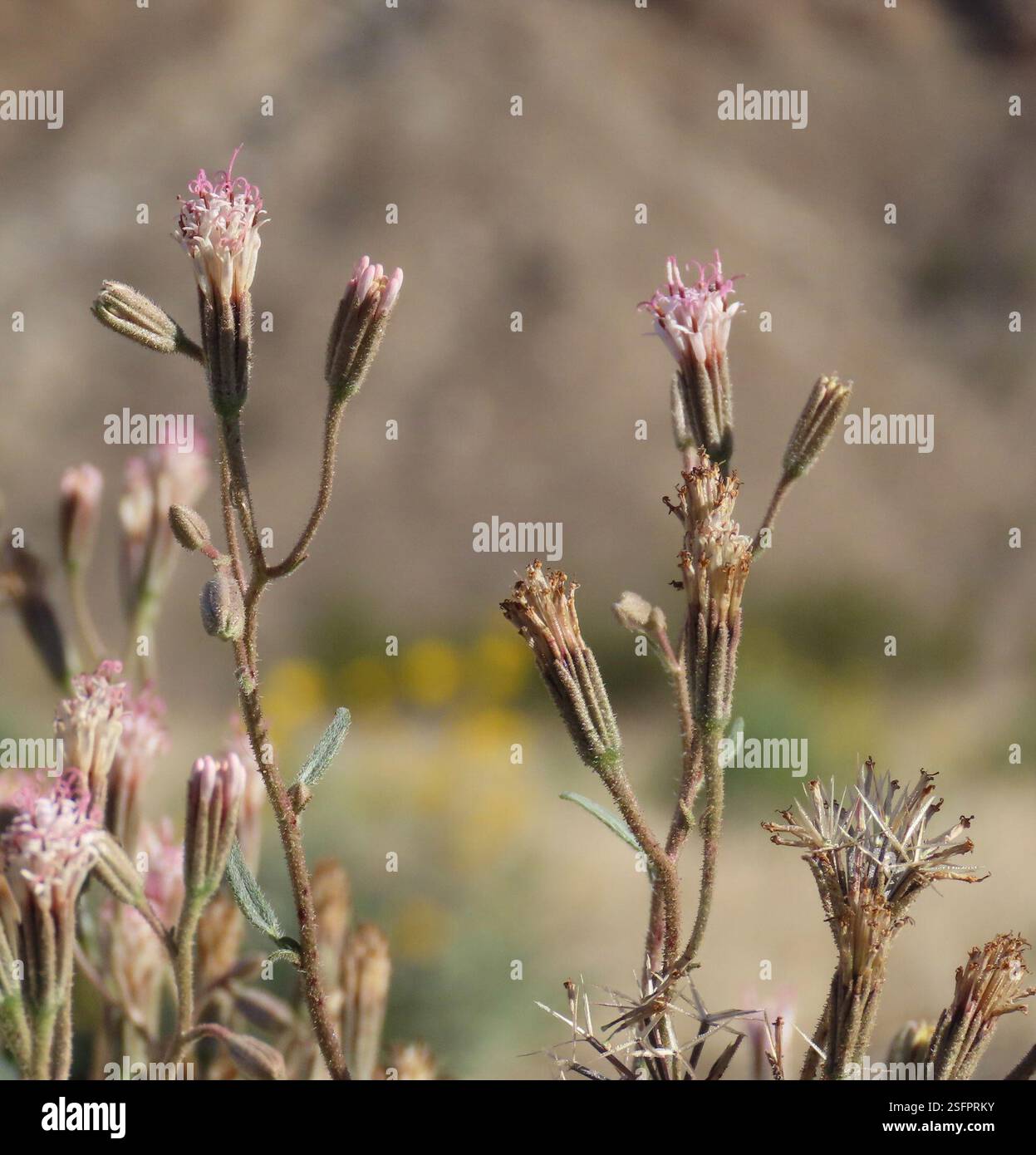 Desert Needles (Palafoxia arida arida), Plantae, Henderson Canyon Rd ...