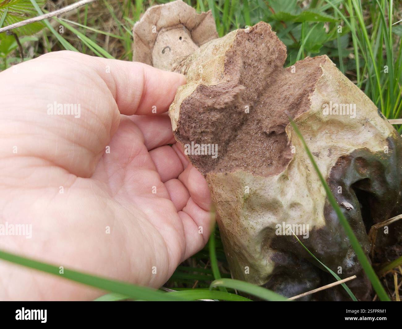 Pestle Puffball (Lycoperdon excipuliforme), Fungi, Antakalnis, Vilnius ...